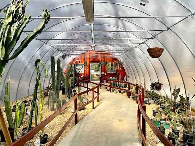 Towering cacti inside a bright greenhouse tunnel. Florida contains multitudes, and this proves it.