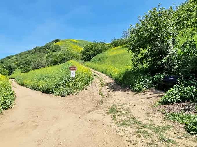 A dirt trail splitting through walls of green, quietly asking you which adventure you'd like to have today.