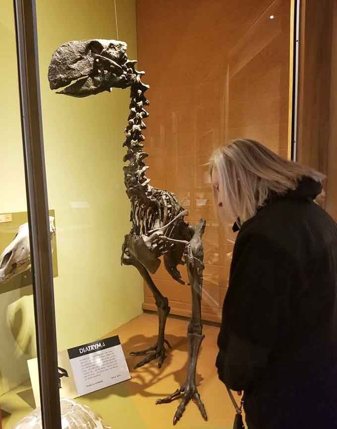 A visitor locks eyes with a Diatryma skeleton, and honestly, the giant prehistoric terror bird looks just as curious about the encounter.