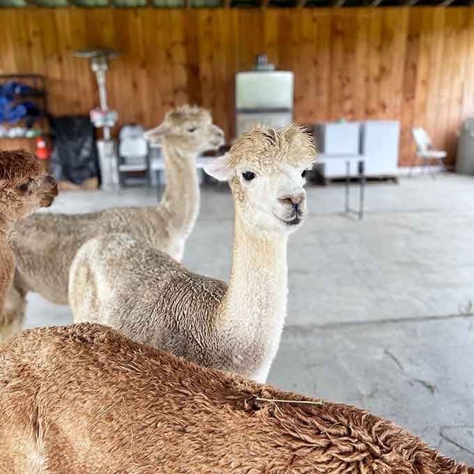 Fresh from the barn and already posing for the camera. This alpaca has natural star quality.