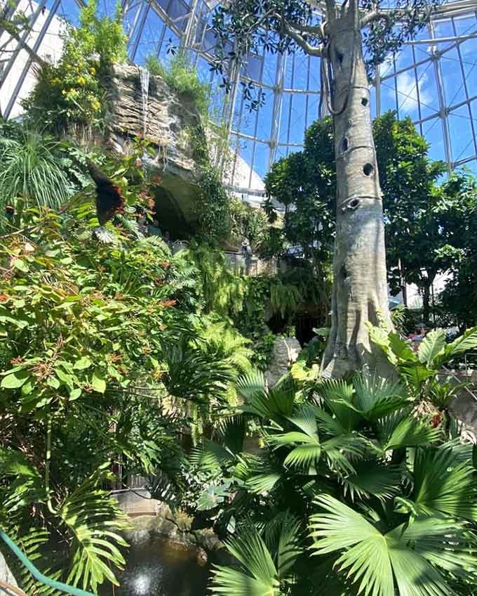 Three stories of tropical paradise where the only thing missing is a piña colada, though the butterflies provide plenty of entertainment.