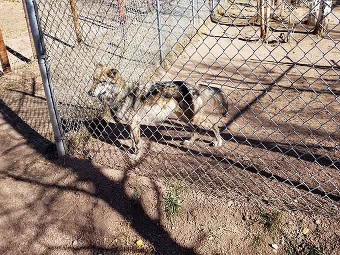 Part wolf, part dog, all personality, this gorgeous creature embodies the best of both wild and domestic worlds.