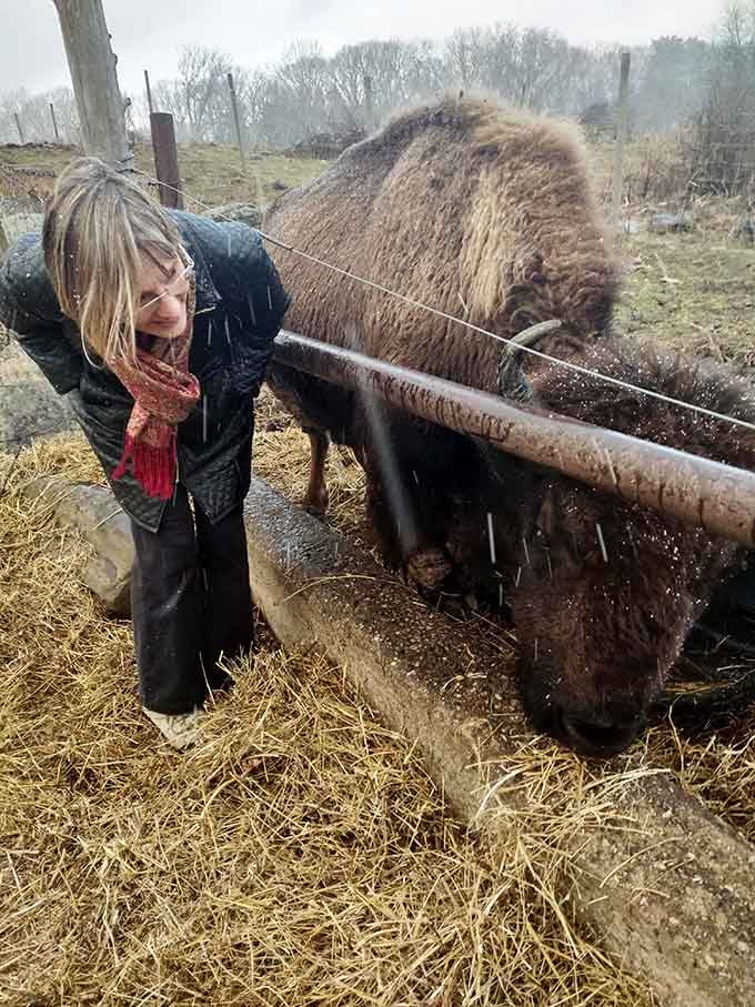 Standing this close to a bison in a Connecticut snowstorm takes either great courage or great curiosity. Probably both.