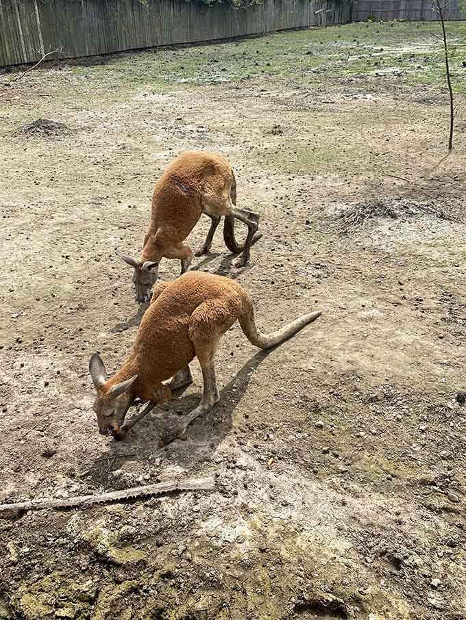 Two red kangaroos foraging in the Texas dirt, making you wonder if you accidentally took a wrong turn toward the Outback.