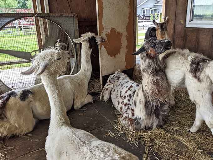 Llamas, goats, and hay scattered everywhere. This barn has more personality than most places you've paid to visit.