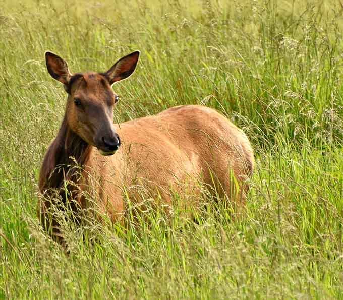 This elk looked up, made direct eye contact, and honestly seemed more composed than most people do.