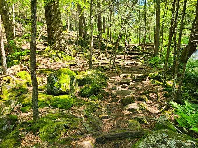 Forest trails carpeted with moss transform ordinary hiking into something resembling a fairy tale stroll.
