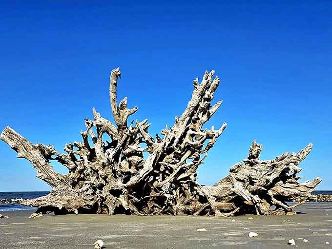 One massive driftwood sculpture, zero admission fees, and a view that absolutely refuses to be ordinary.