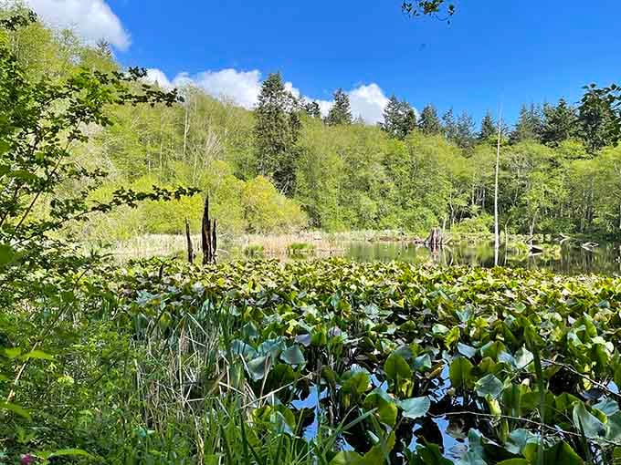 Lush lily pads stretch across this glittering wetland pond like nature's own living carpet, framed by a hillside of brilliant spring green.