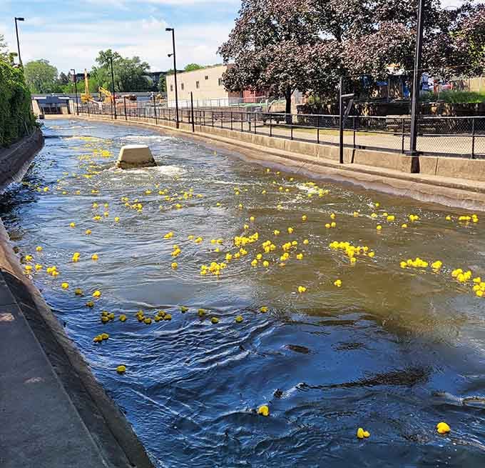 Hundreds of rubber ducks charging through white water rapids is something you simply cannot unsee, and honestly, why would you want to.