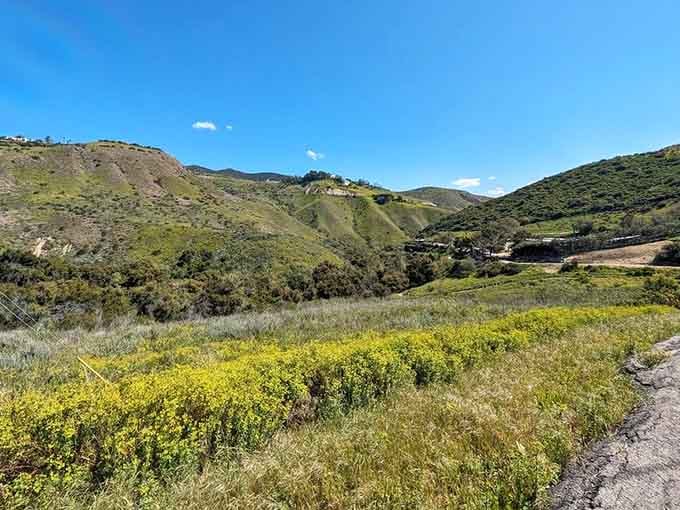 Rolling green hills stretch endlessly under a brilliant blue sky, proof that Malibu's best views are free.