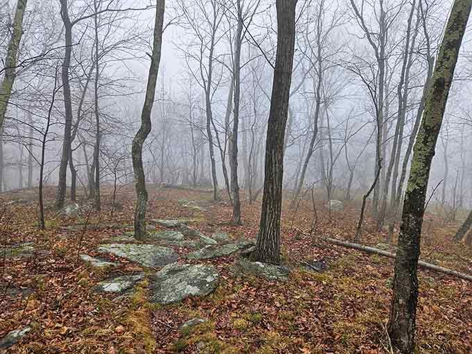 Fog rolling through the bare trees at Farny gives the whole park a moody, cinematic quality that no filter can replicate.