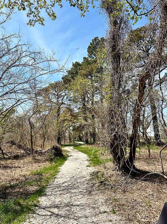 Trees leaning in like old friends sharing a secret, and the secret is that this trail is absolutely worth your time.