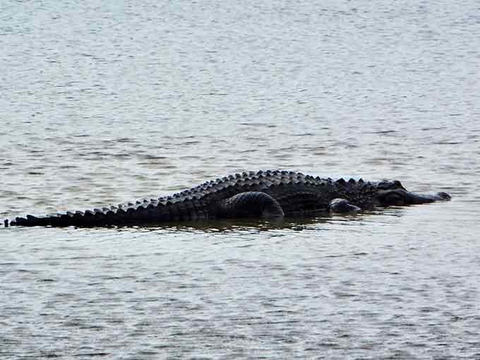 Your friendly neighborhood dinosaur, casually floating by to remind you this is still very much wild Florida.