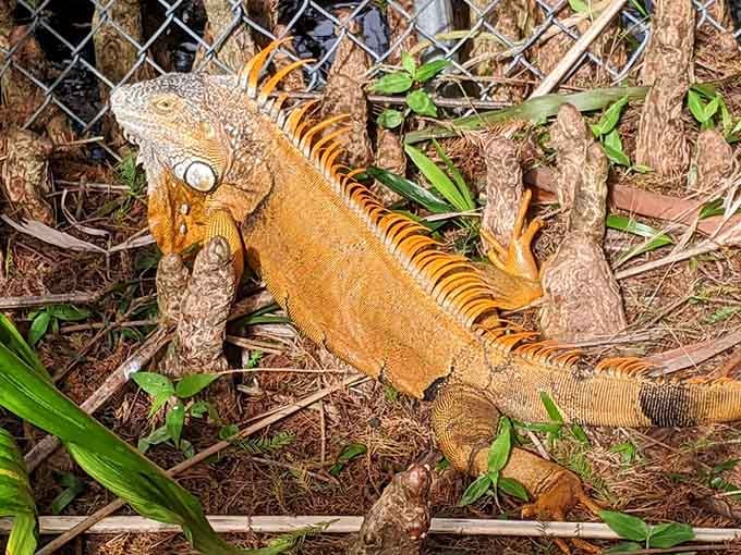 That orange iguana is not lost. He lives here, and he knows it better than you do.