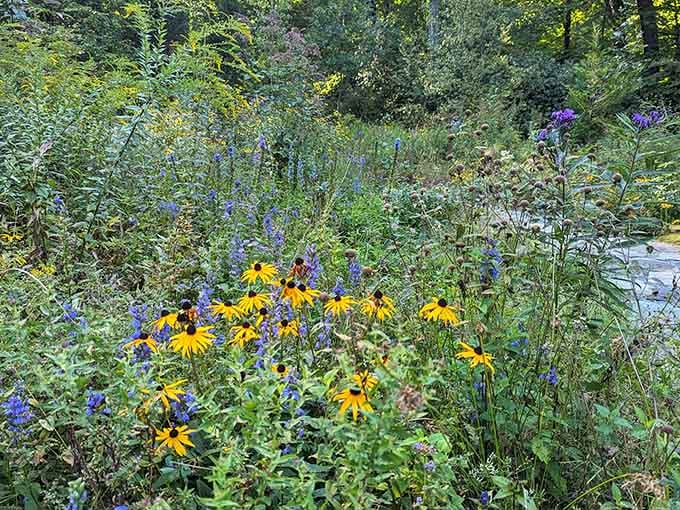 Black-eyed Susans, blue lobelia, and ironweed all blooming together like they planned a color-coordinated party and forgot to send you an invite.