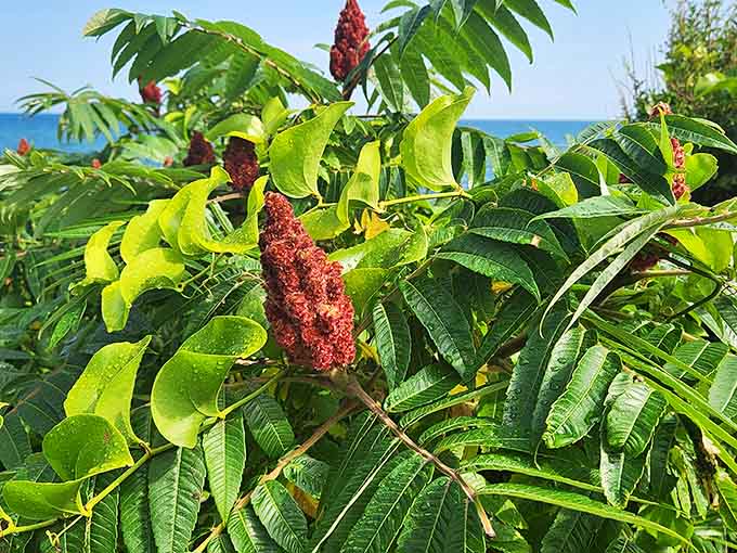 Native plants add unexpected pops of color, because apparently the ocean views weren't already stunning enough on their own.