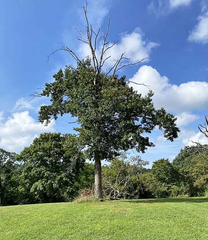 Even the trees here look like they've seen things they're not quite ready to discuss.