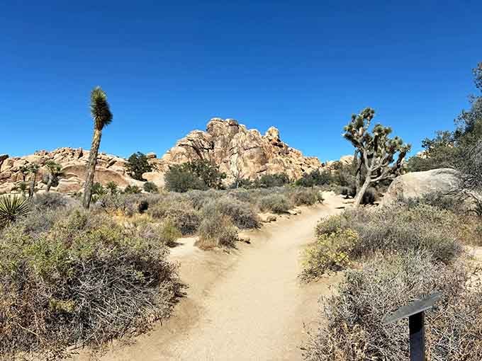 The well-maintained trail welcomes hikers of all abilities to experience this desert wonderland firsthand.