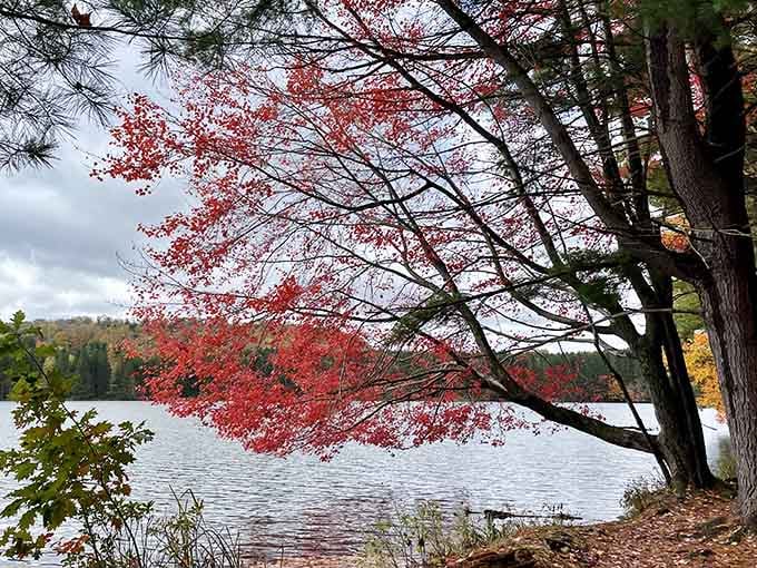 When the trees go red in October, Hills Creek stops looking real and starts looking like a painting.