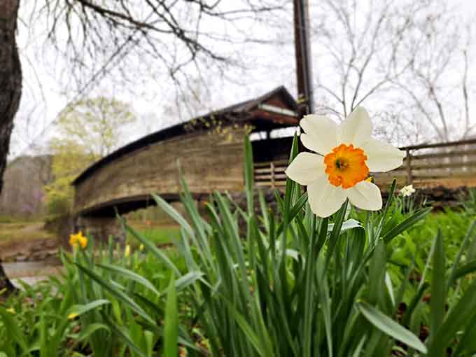 One bright daffodil, one ancient covered bridge, and a quiet rainy morning that feels like a painting someone forgot to hang up.