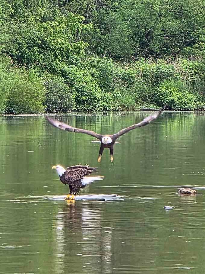 Two bald eagles on Acton Lake, because apparently Hueston Woods doesn't believe in doing things halfway.