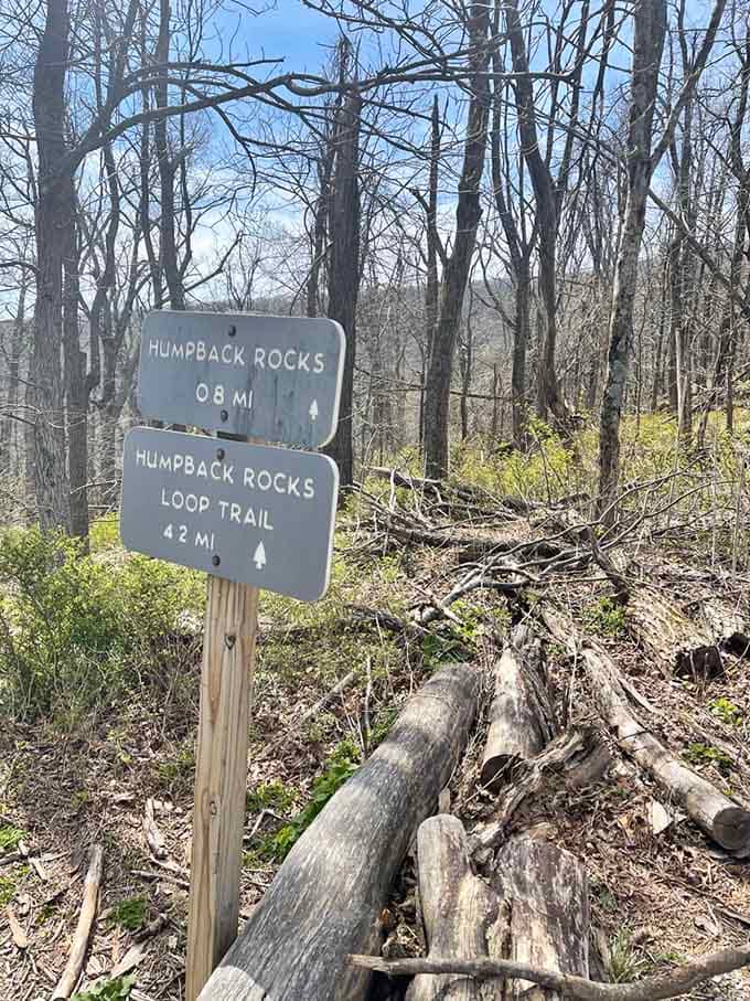 When the trail offers you options, just remember: all roads lead to spectacular views and sore calves.