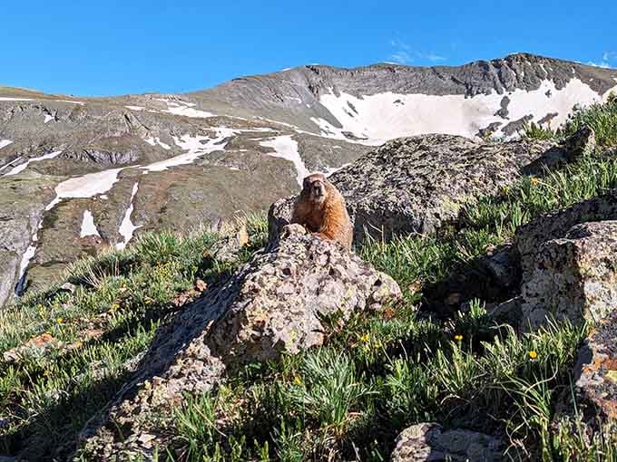 This yellow-bellied marmot has claimed the best seat in the San Juans and clearly has zero plans to share it.