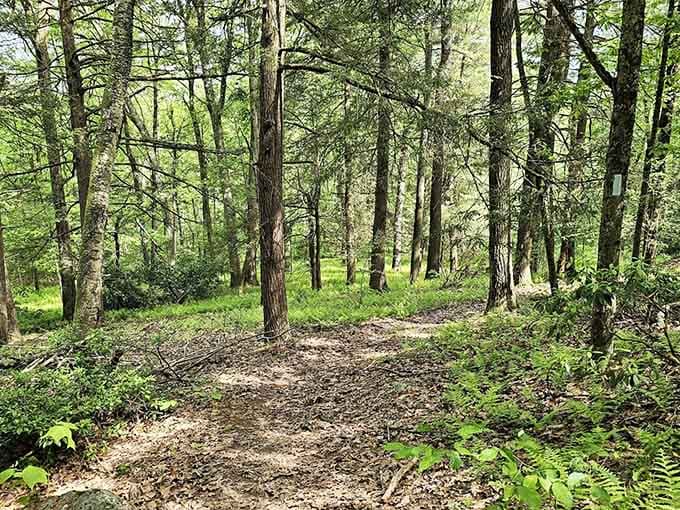 The trail starts quietly, just trees and light and leaves. Don't let it fool you. Something big is coming.