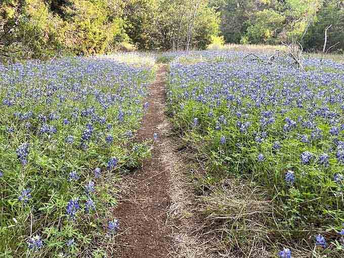 A narrow dirt path cutting through a sea of Texas bluebonnets. Spring here is not subtle.