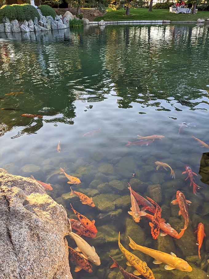 A whole crowd of koi gliding through clear water, completely unbothered. These fish have mastered the art of living well.