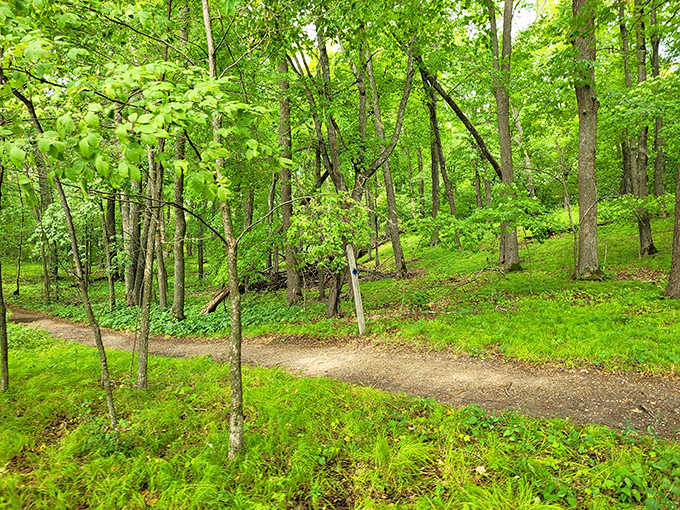 Dappled sunlight, soft green moss, and a trail fork that makes every direction feel like the right choice.