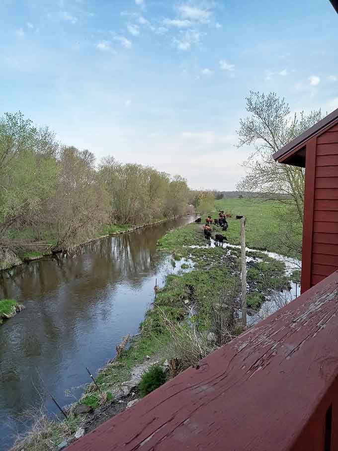 The Sauk River rolls quietly below while cattle graze the banks. Pure central Minnesota, no filter needed.