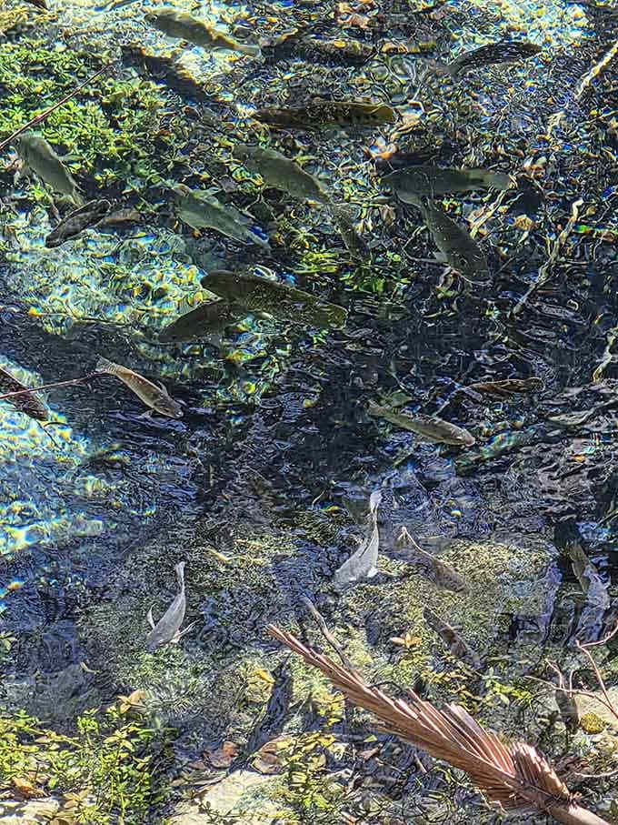 The local fish population clearly didn't get the memo about personal space in these waters.