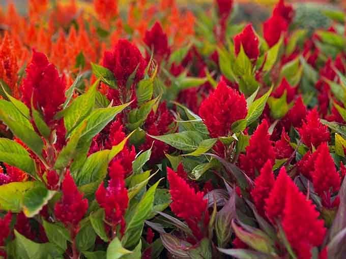 Celosia flames so vivid and red, they look like Mother Nature decided to audition for a Technicolor movie from the fifties.