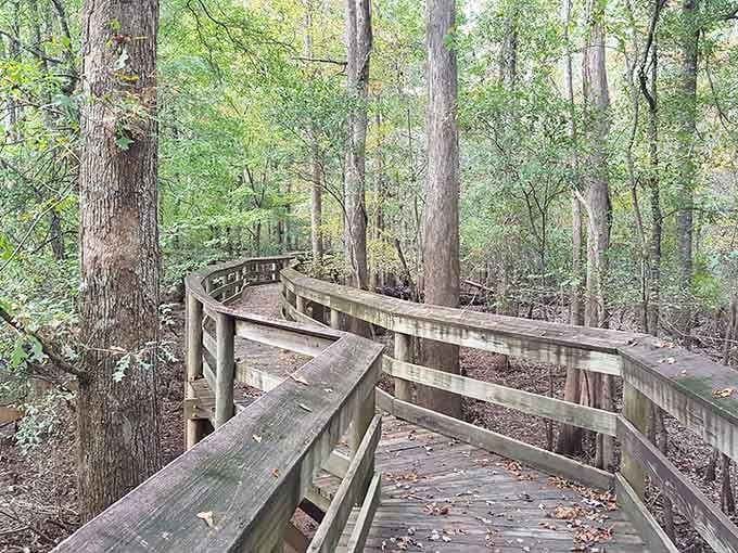 The boardwalk winds through the trees like it's been there forever, and honestly, it fits right in.