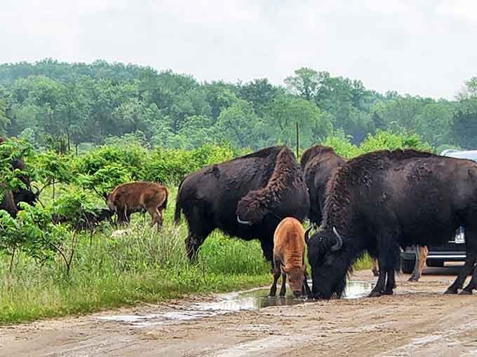 Traffic jams take on new meaning when a bison family decides they own the road, because they do.
