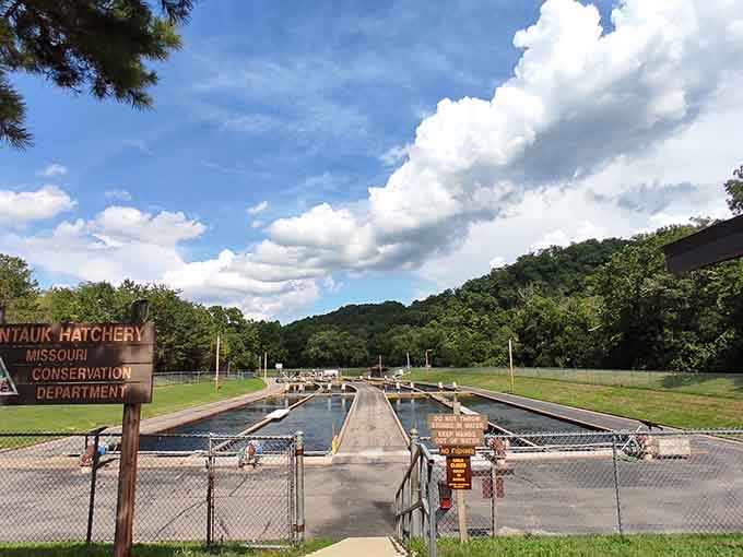 Montauk Hatchery raises millions of trout annually, turning science into an unexpectedly fascinating family-friendly attraction experience.