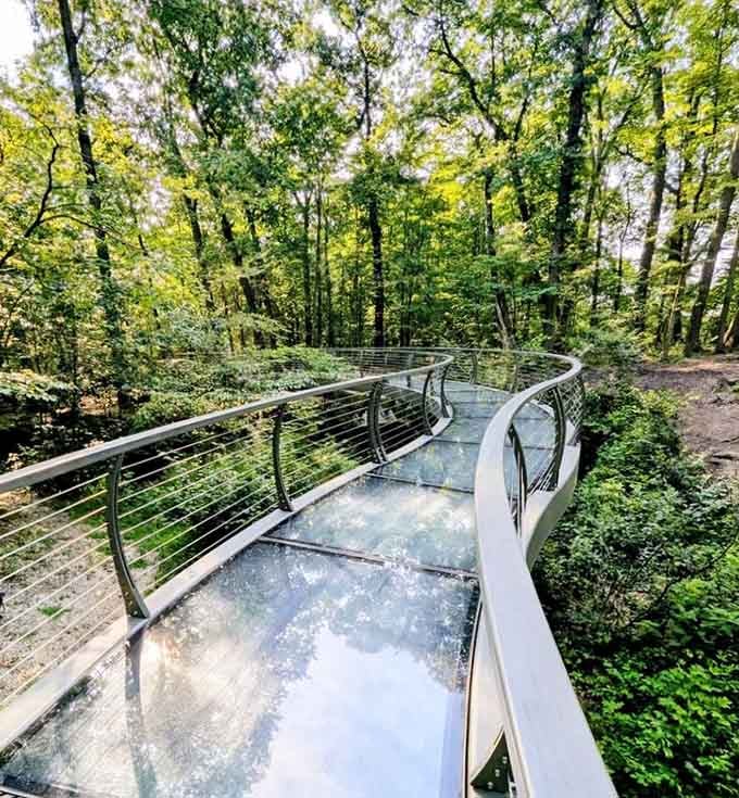A sleek glass walkway hovering above the forest floor, because even Ohio knows how to make a dramatic entrance.