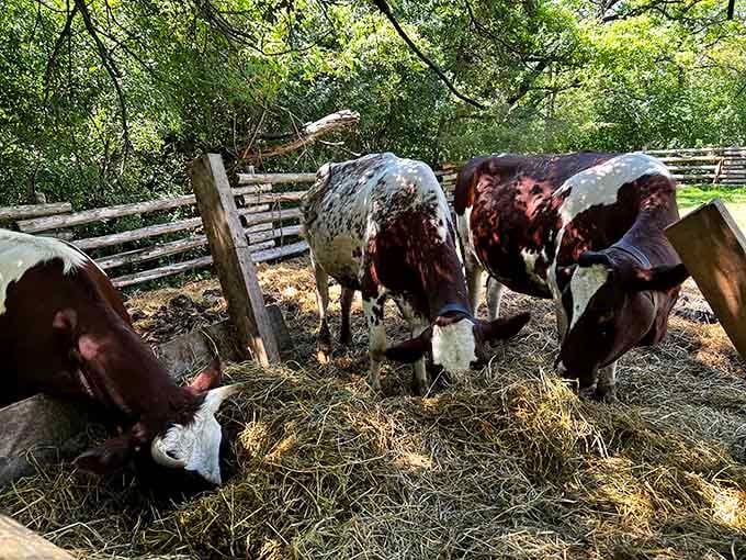 These heritage breed cattle are living proof that some things genuinely were better the old-fashioned way.