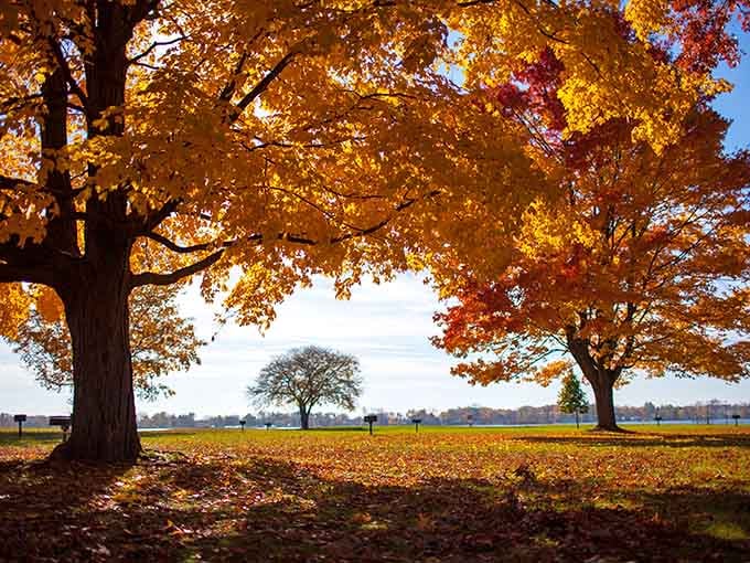 Michigan fall foliage near Pontiac Lake, where nature puts on a show that no screen saver could ever replicate.