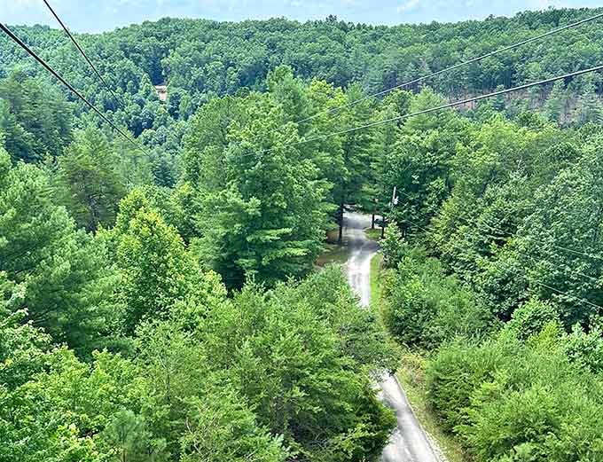 From up here, the endless green canopy of the Daniel Boone National Forest stretches as far as you can see.