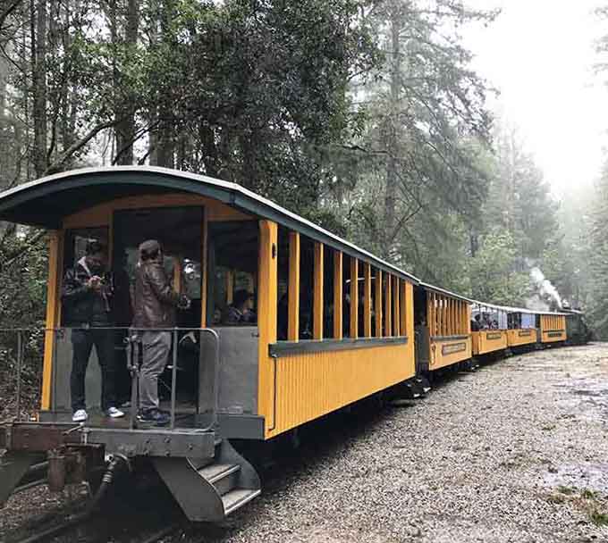 Yellow passenger cars lined up in the misty redwoods. Somehow, this view makes every other commute feel deeply inadequate by comparison.