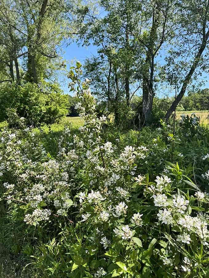 A burst of white wildflowers crowds the trailside like an enthusiastic welcoming committee that absolutely did not need to be this cheerful.