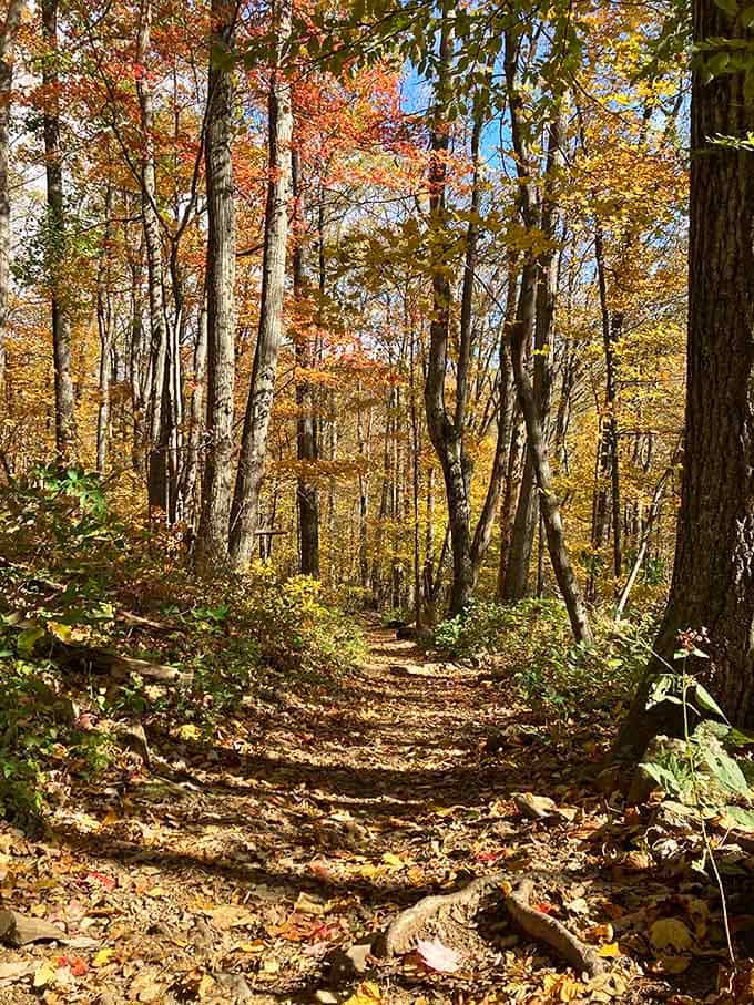 Golden leaves carpeting the trail in every direction. Fall hiking in Virginia is not a rumor, it's very much real.