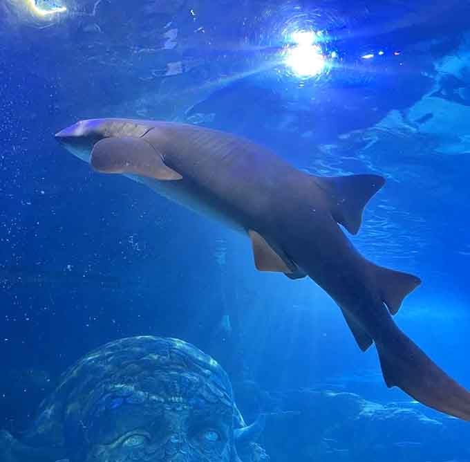 Sharks cruising past remind you they've perfected the art of looking cool for millions of years running.