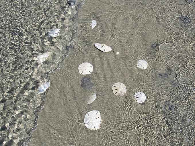 Sand dollars scattered just beneath the surface of crystal clear water. It's like the ocean laid out a welcome mat just for you.