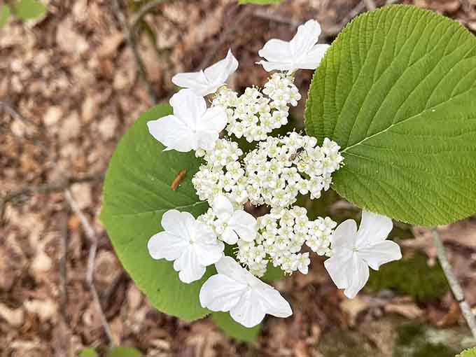 Wildflowers blooming quietly along the trail. Nature's little reminder that beauty doesn't need an audience to perform.