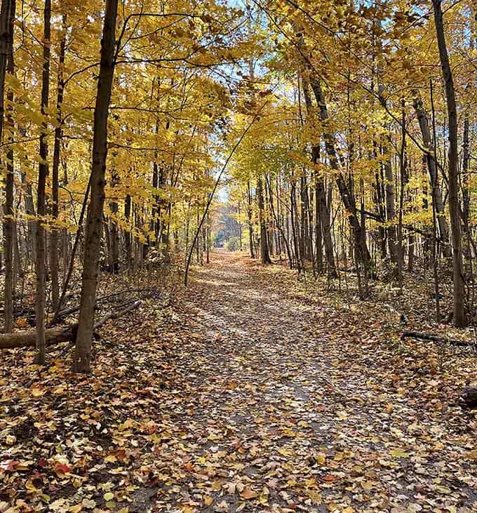 Golden leaves carpeting the trail, the kind of autumn walk that makes you forget your phone exists.