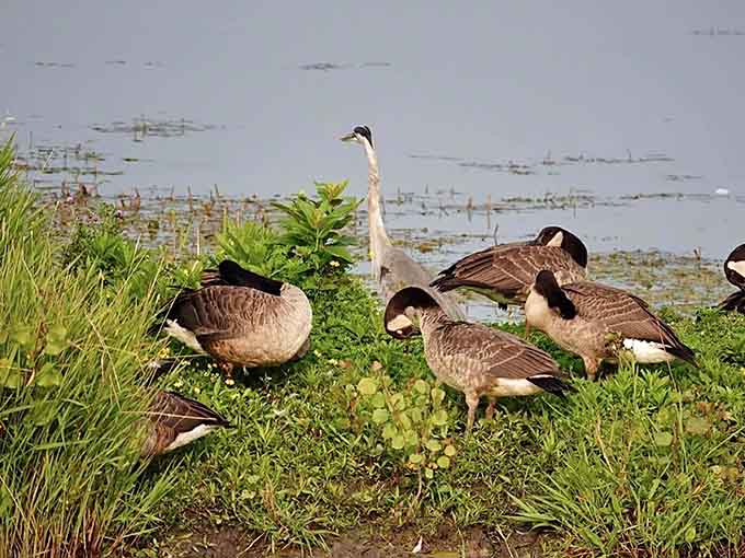 One very tall great blue heron stands among Canada geese like a professor surrounded by restless students.